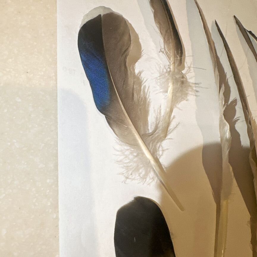 Перья уток крякв