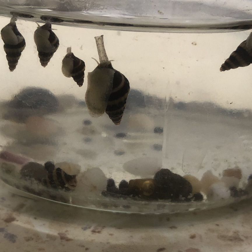 Улитка Хелена