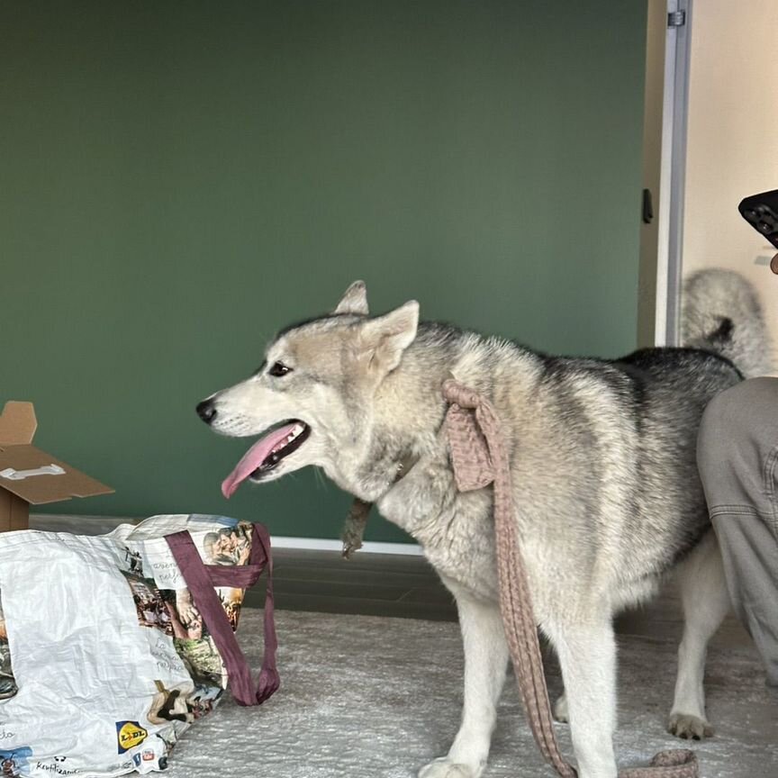 Сибирский хаски найдена