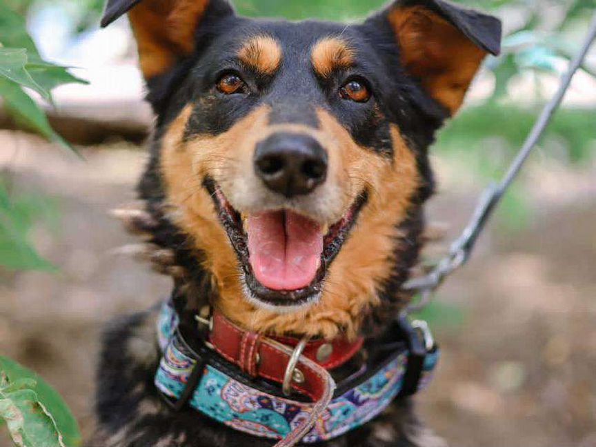 Чарли, собака в добрые руки