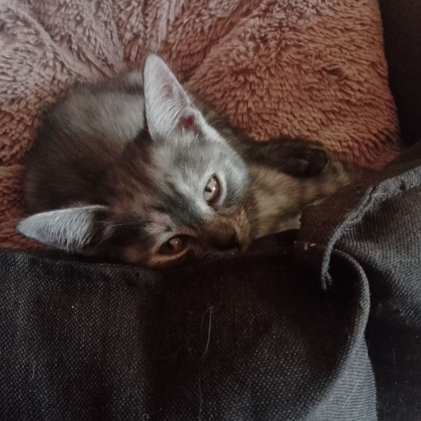 Котëнок шотланский, девочка