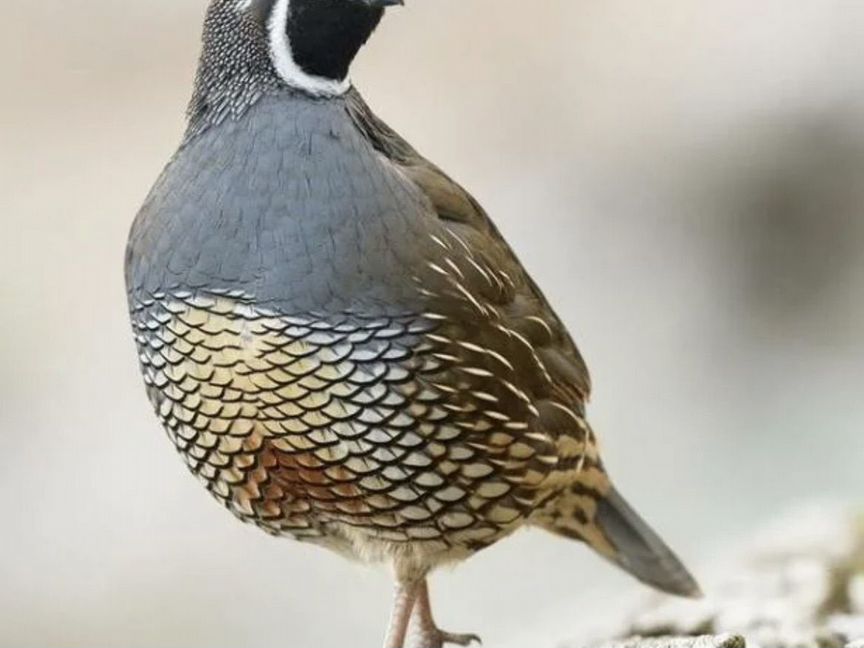 Кеклик и рогатый перепел