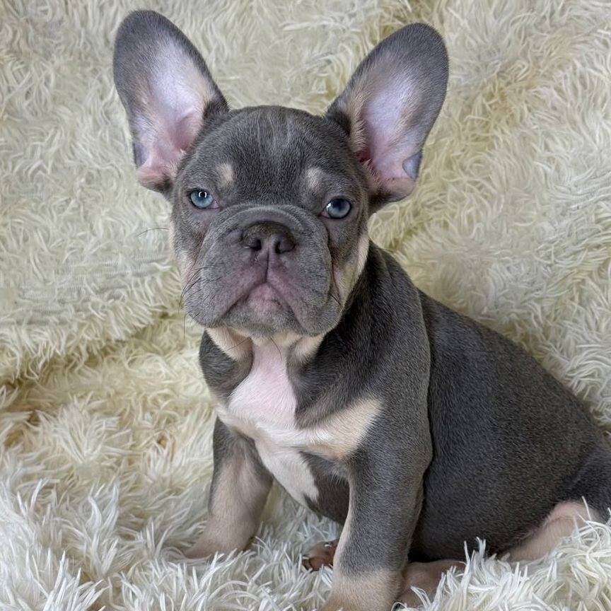 Французский бульдог, щенок