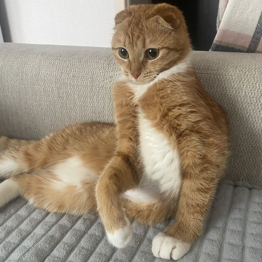 Шотланская кошечка ищет самца