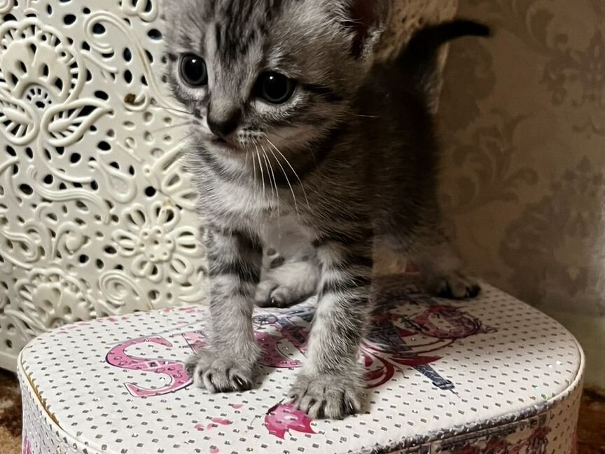 Котята от британской кошки