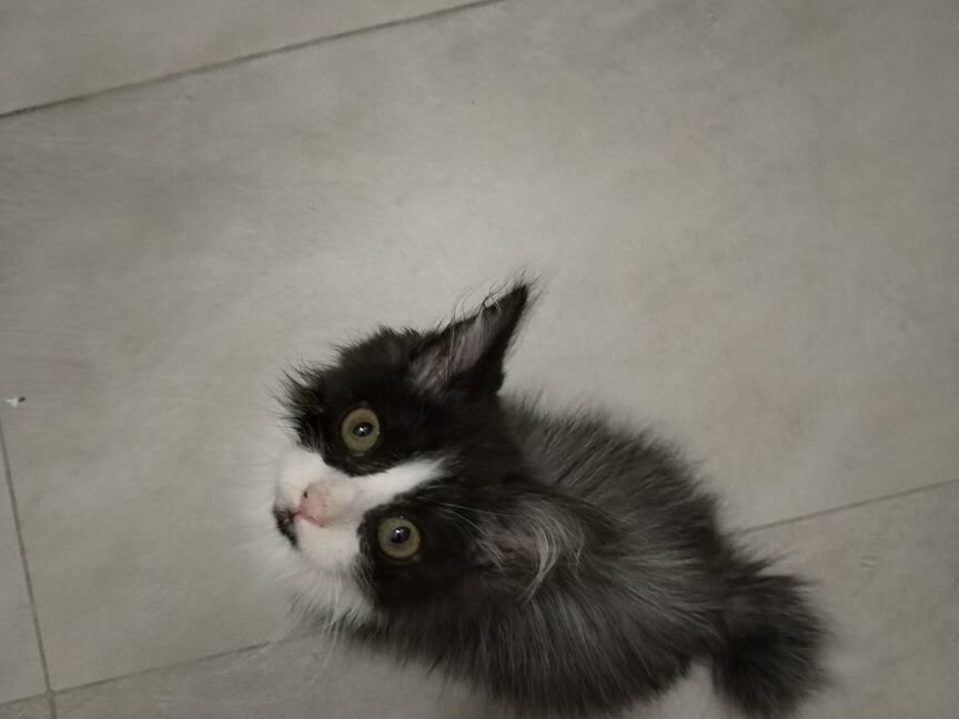 Котенок в добрые руки