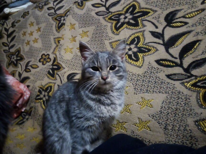Кошечка в добрые руки