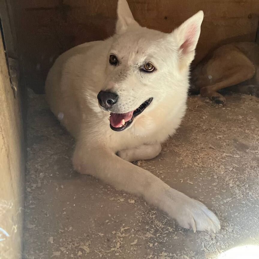 Собака теряет надежду