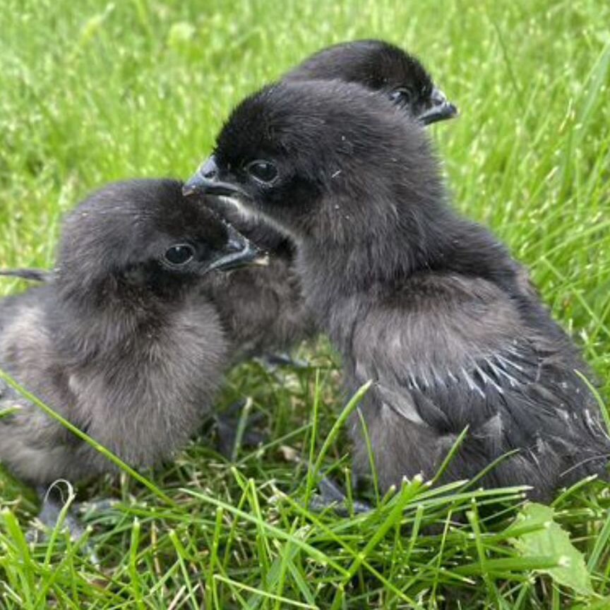 Цыплята ухейилюй