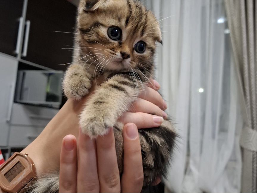 Британские котята