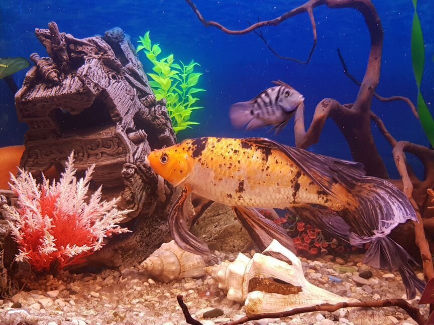 Карп японский кои