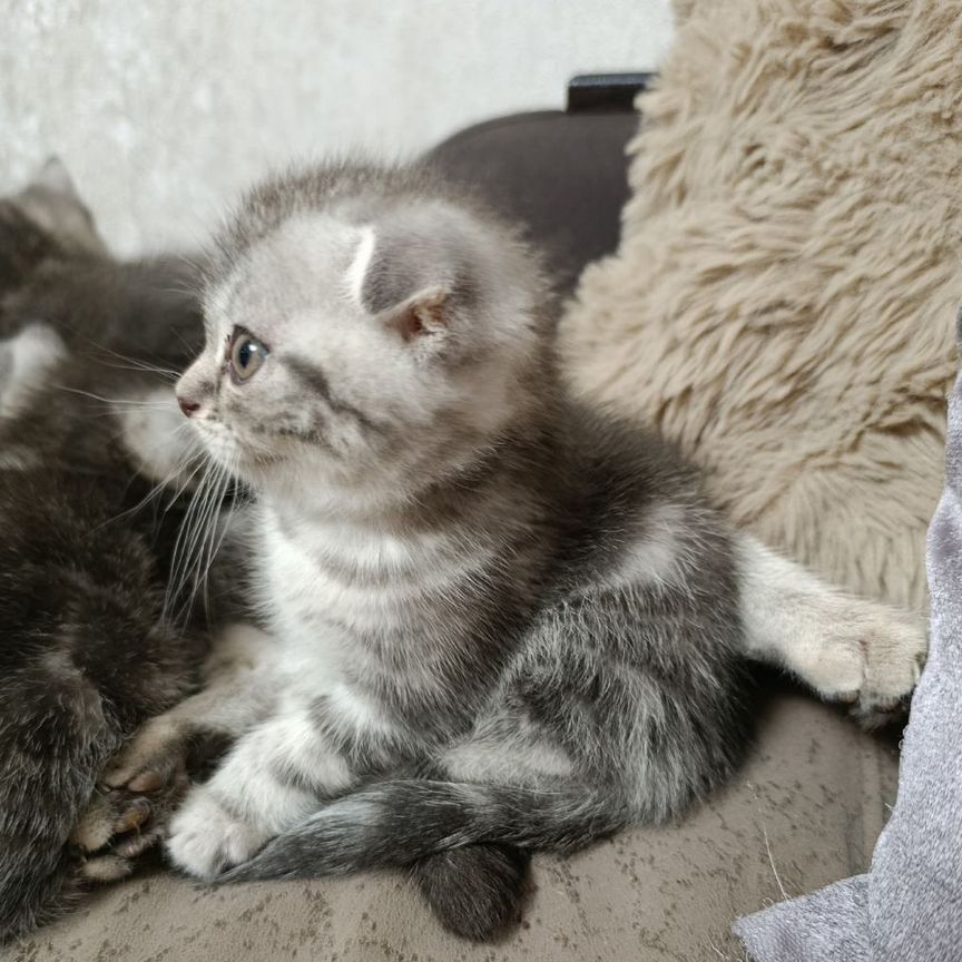 Шотландский вислоухий короткошёрстный котёнок