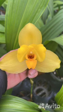 Орхидея ликаста Lycaste hibrido michelli купить в Москве | Товары для ...
