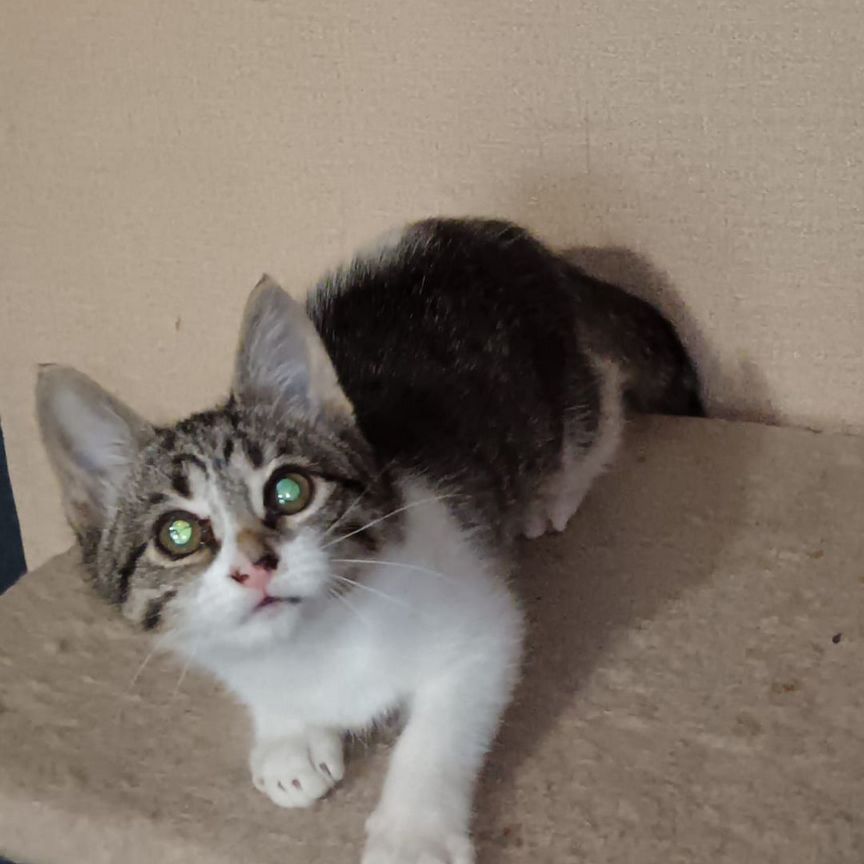 Кошечка 3 мес