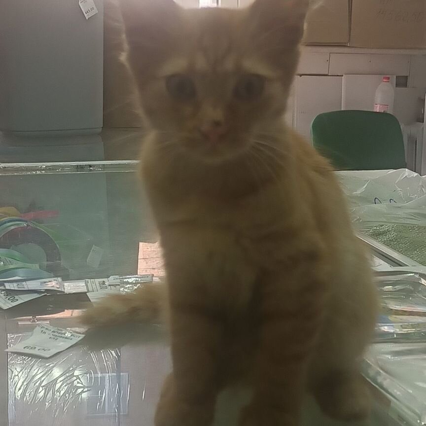 Отдам котенка-кота в добрые руки