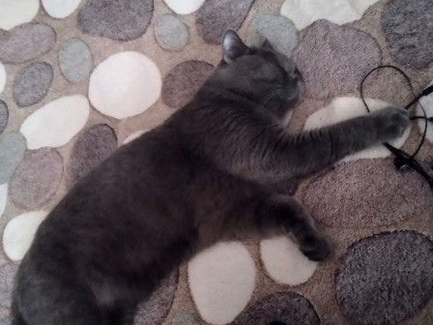 Отдам кота британца в добрые руки