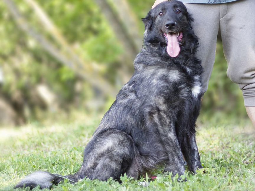 Собака Райли из приюта в добрые руки