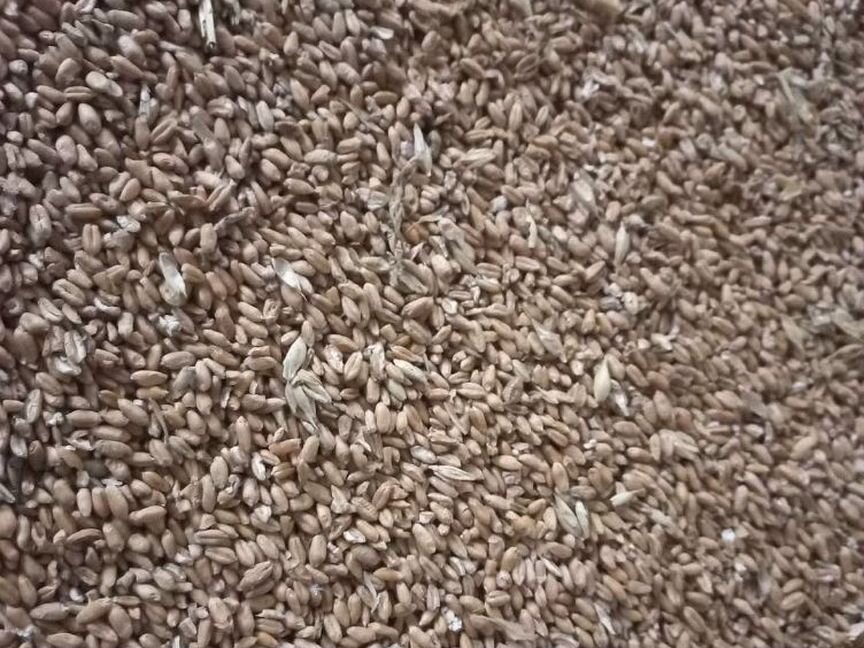 Ячмень яровой, Семечко корма