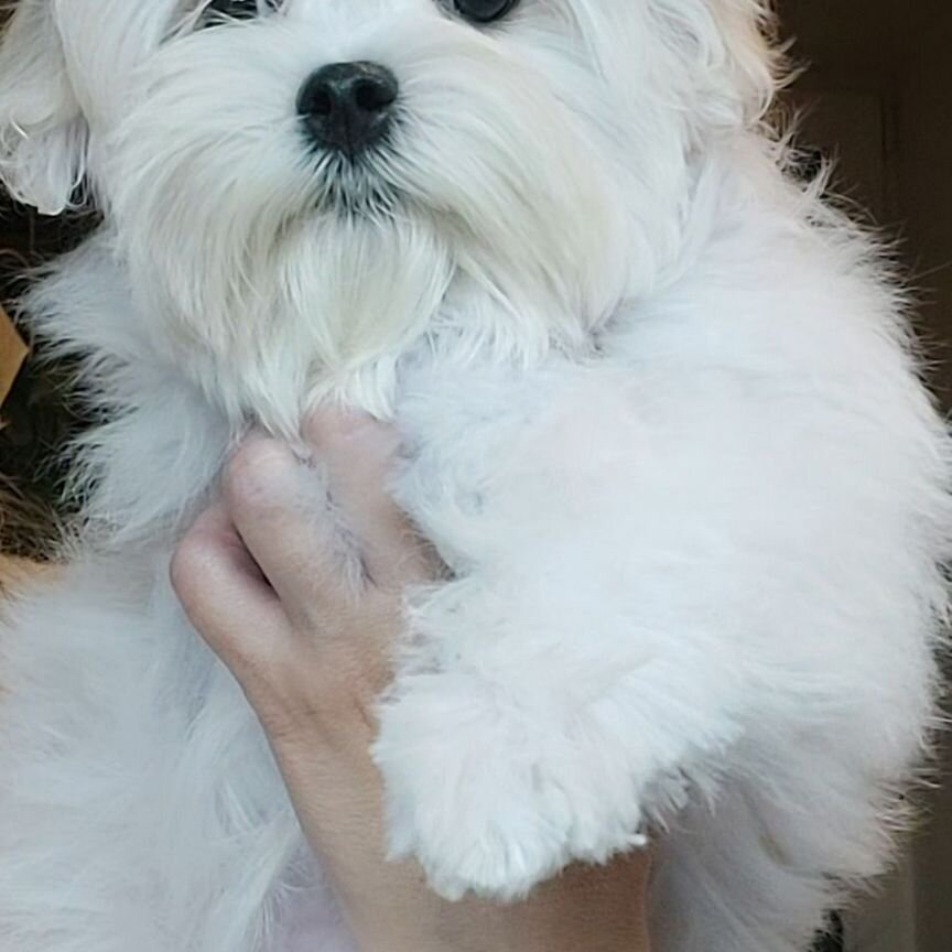 Гламурный мальчик мальтезе