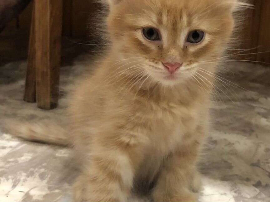 Котята