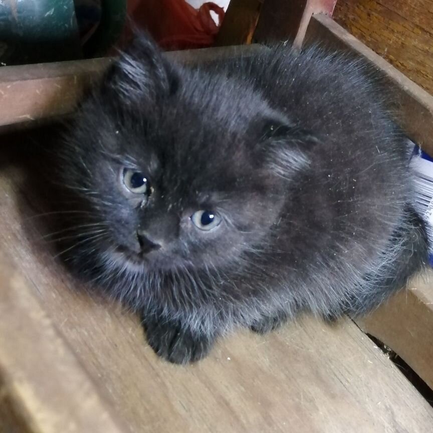 Абиссинский котёнок