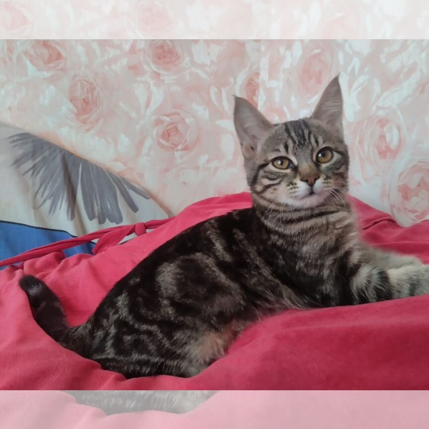 Тигруся ищет дом