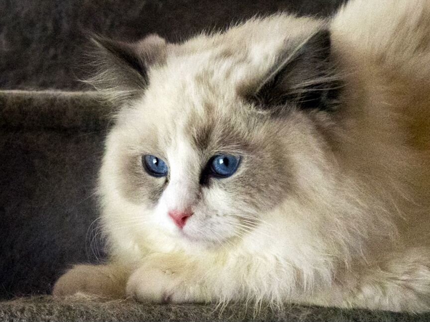 Клубный котенок рэгдолл с документами