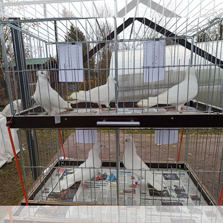 Продажа бакинских голубей