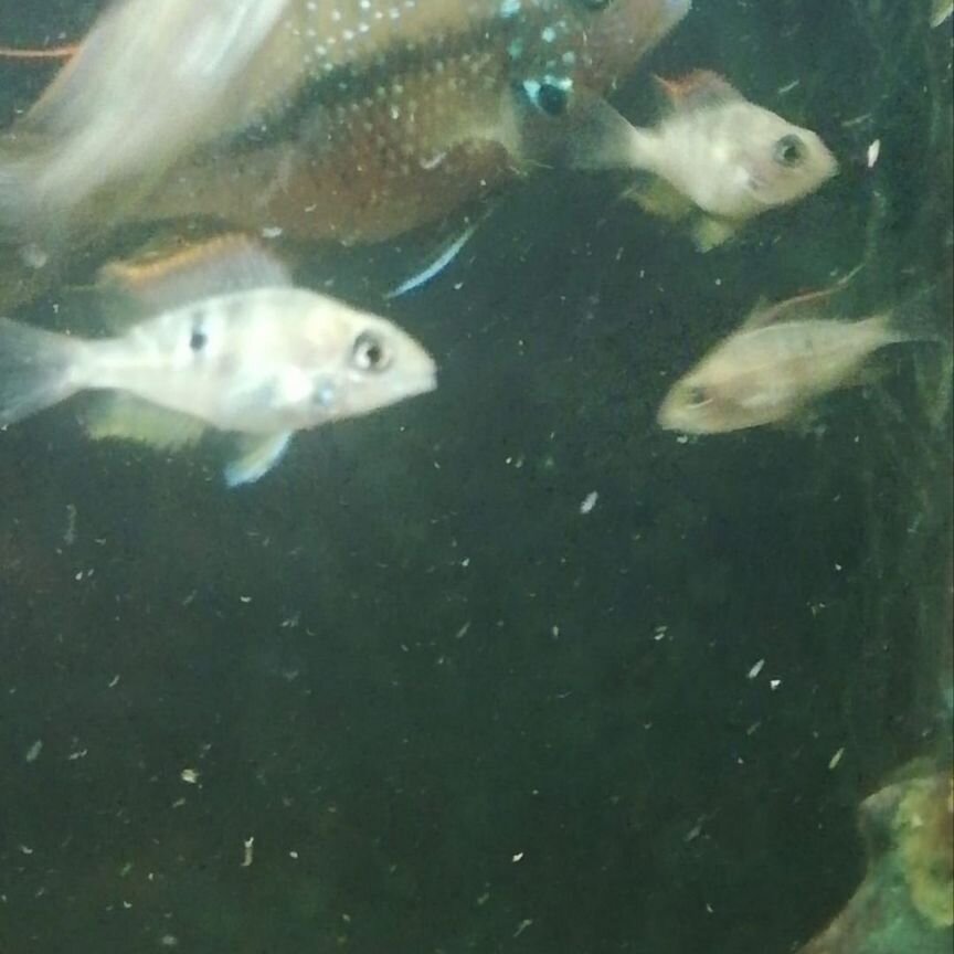 Молодь цихлозома Элиотта