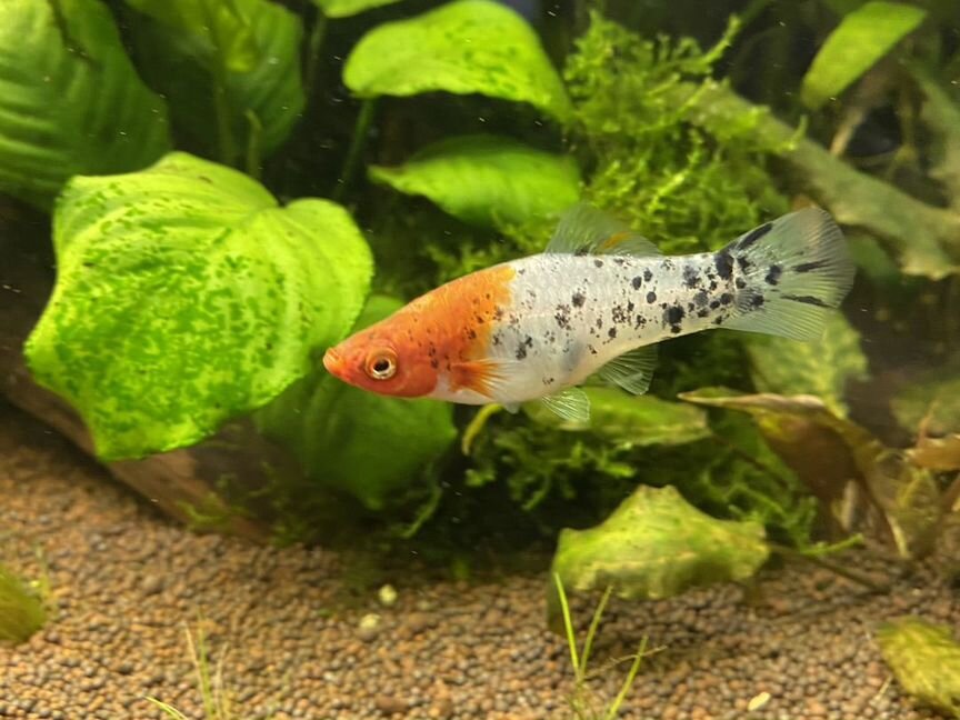 Меченосец трехцветный