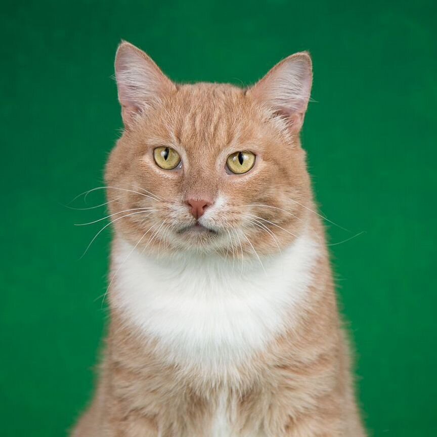 Выброшенному Лавру нужен дом