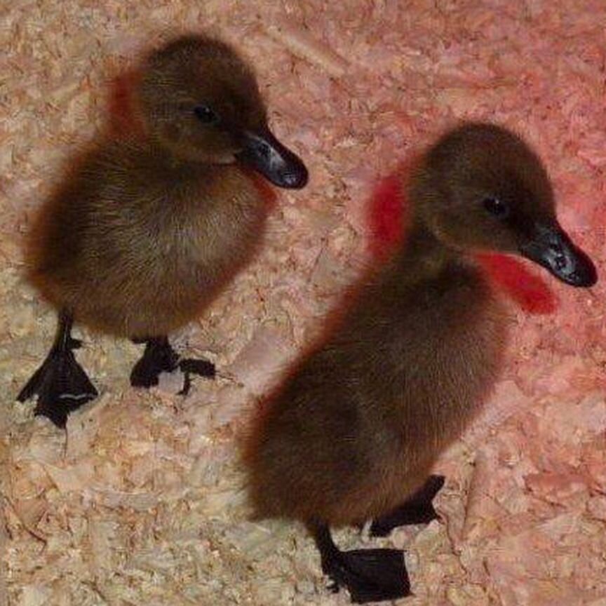 Индийский бегунок утята