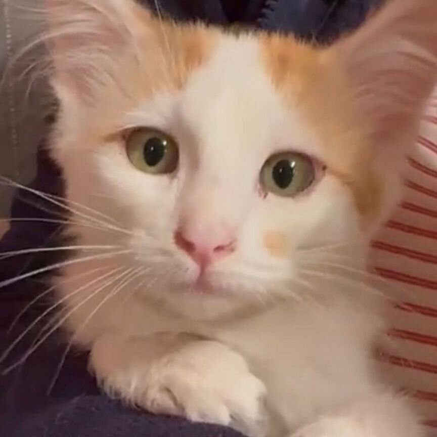 Котята