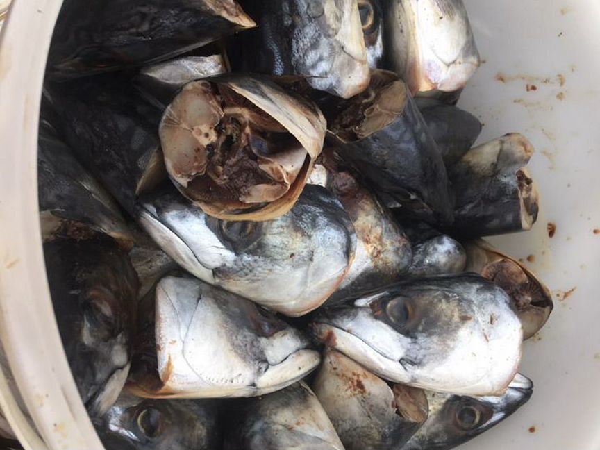 Рыбные отходы