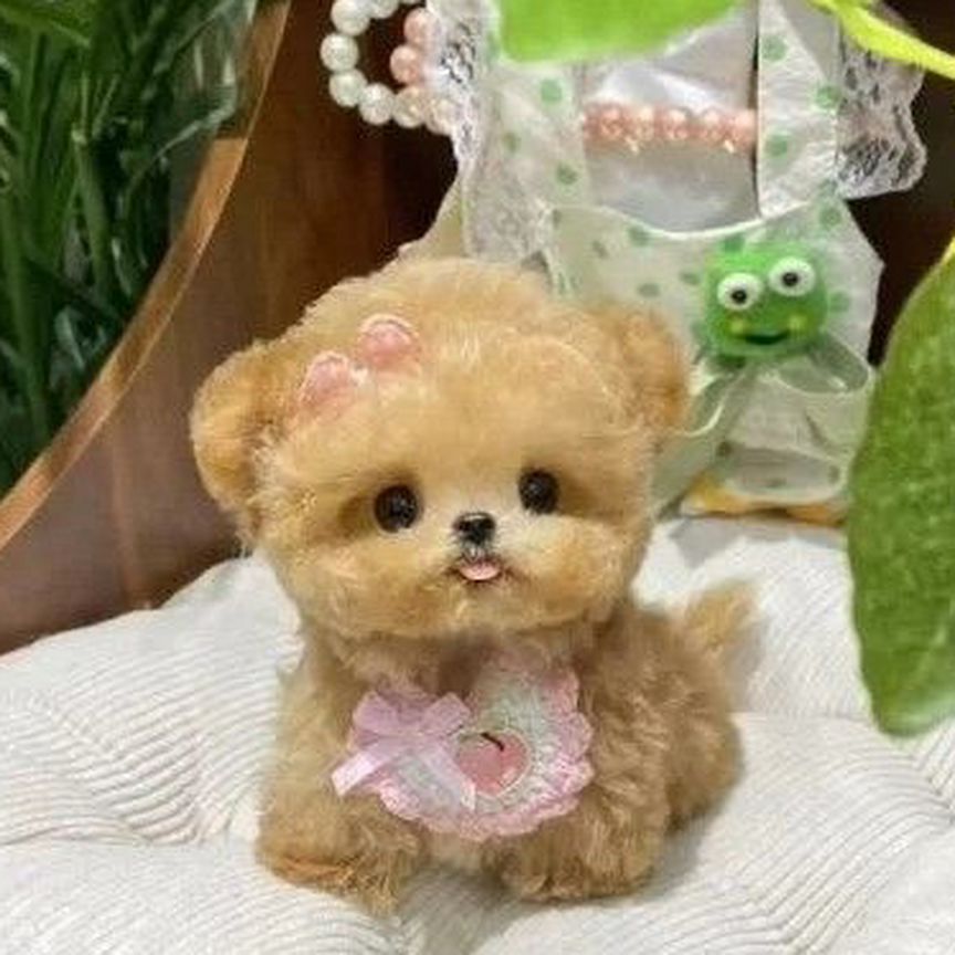 Мальтипу, щенок