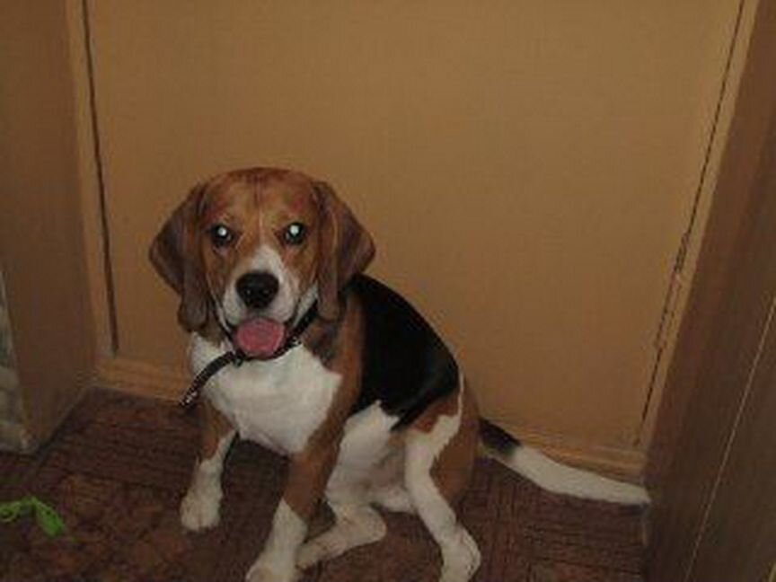 Бигль в хорошие руки