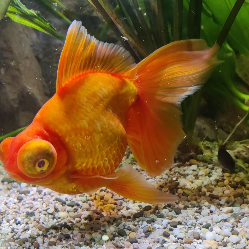 Рыбка золотая взрослая