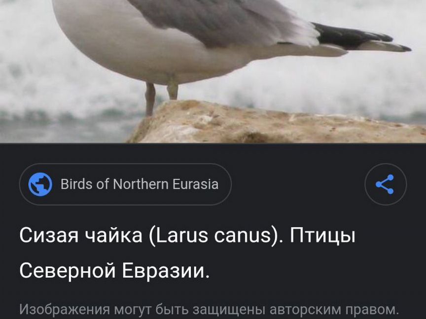 Птица чайка