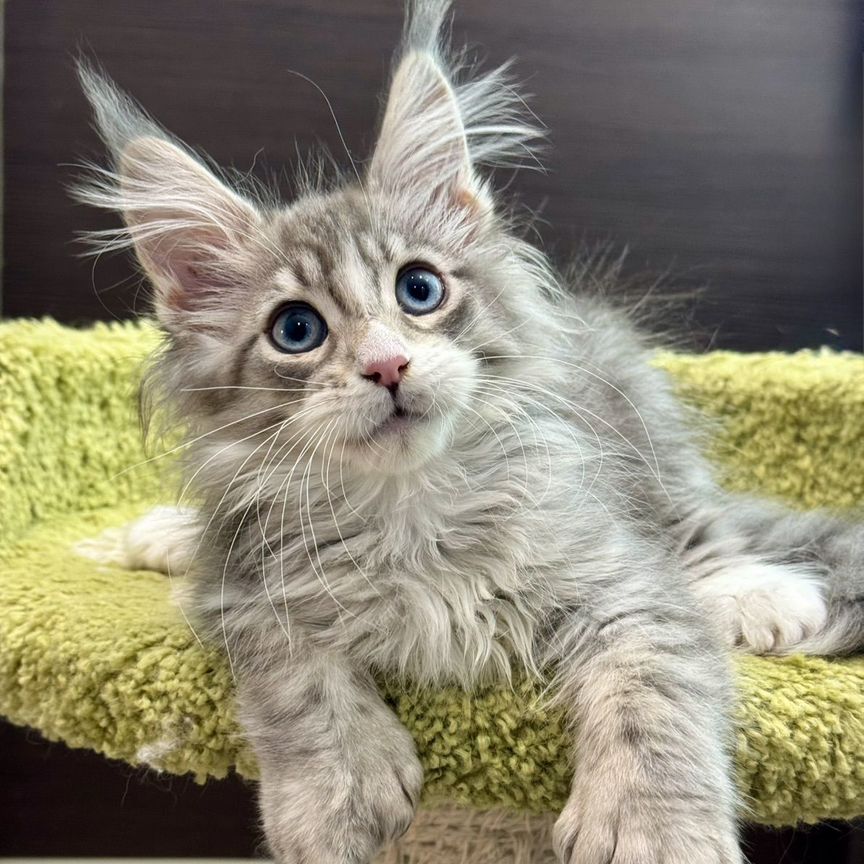 Мейн-кун полидакт с доминантными голубыми глазами