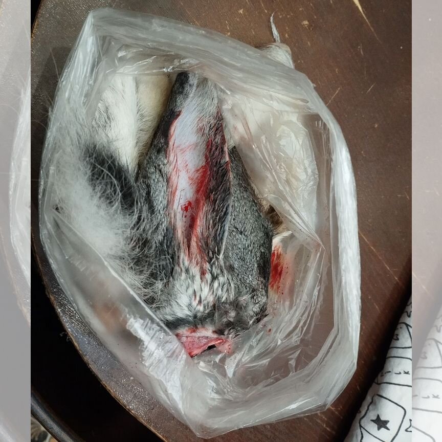 Корм, погрызушки для собаки