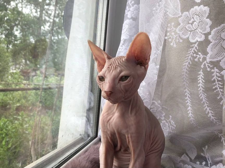 Донской сфинкс
