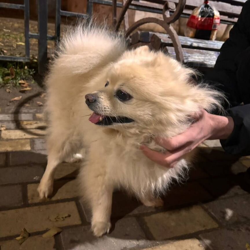 Померанский шпиц