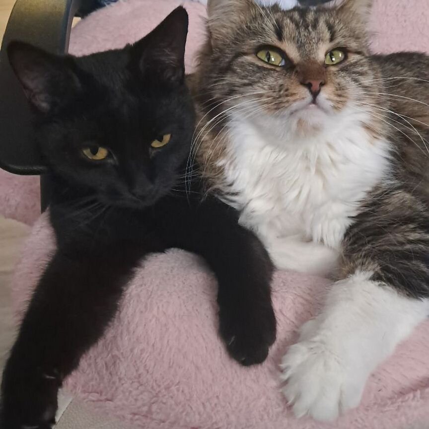 Кошки в добрые руки бесплатно