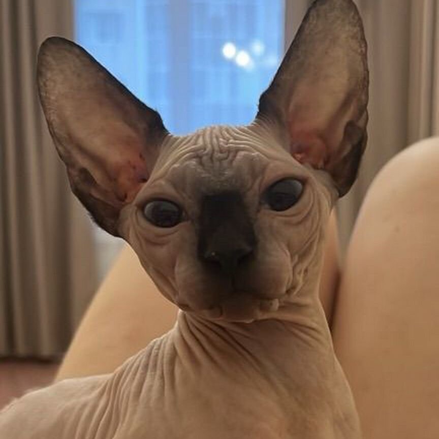 Продам кошечку сфинкса