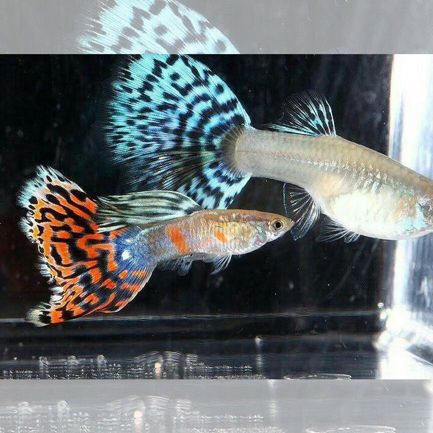 Аквариумные рыбки гуппи