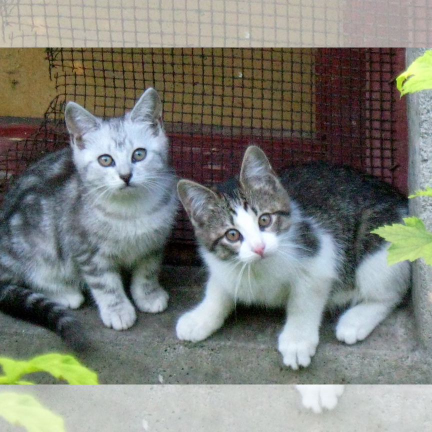 Котята в добрые руки