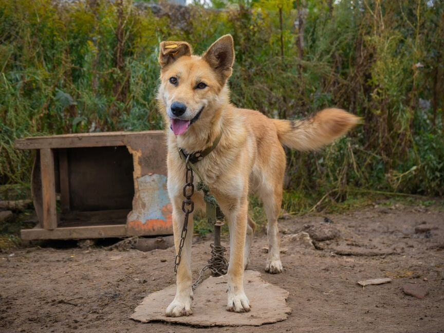 Собака живёт в тумбочке. Помогите найти ей дом