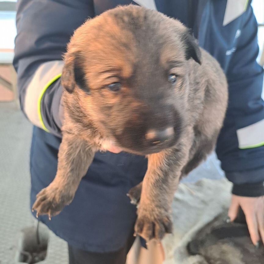 Отдам щенков в добрые руки