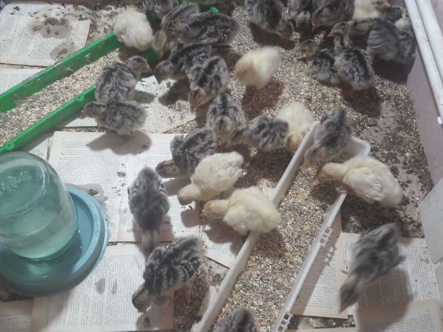 Индюшата домашние 5сут