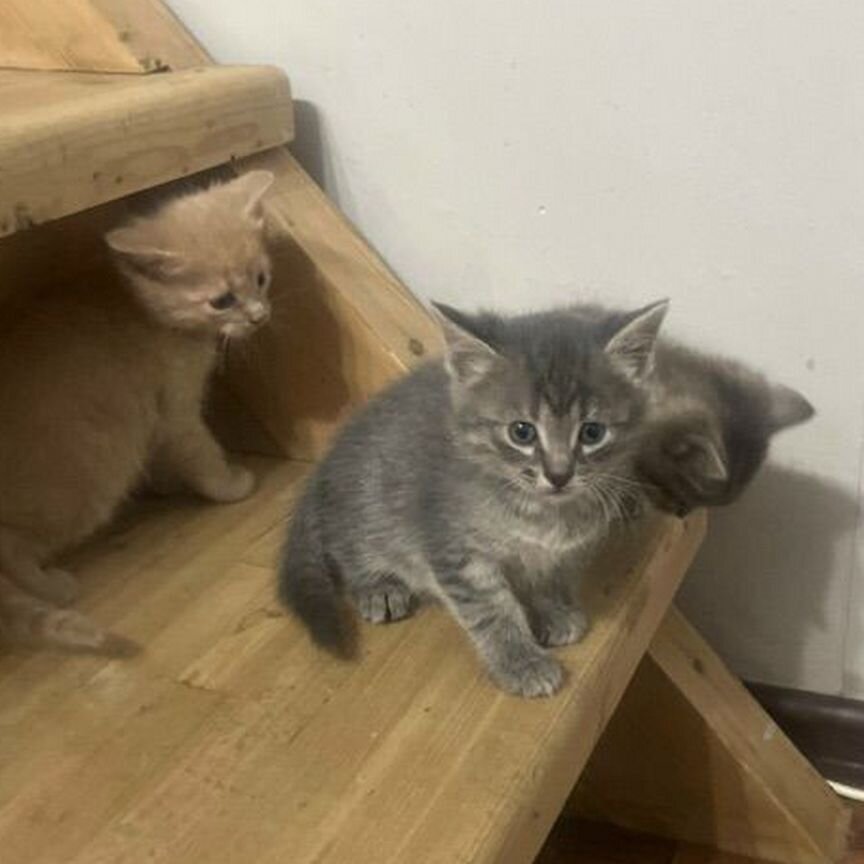 Британский длинношёрстный котёнок